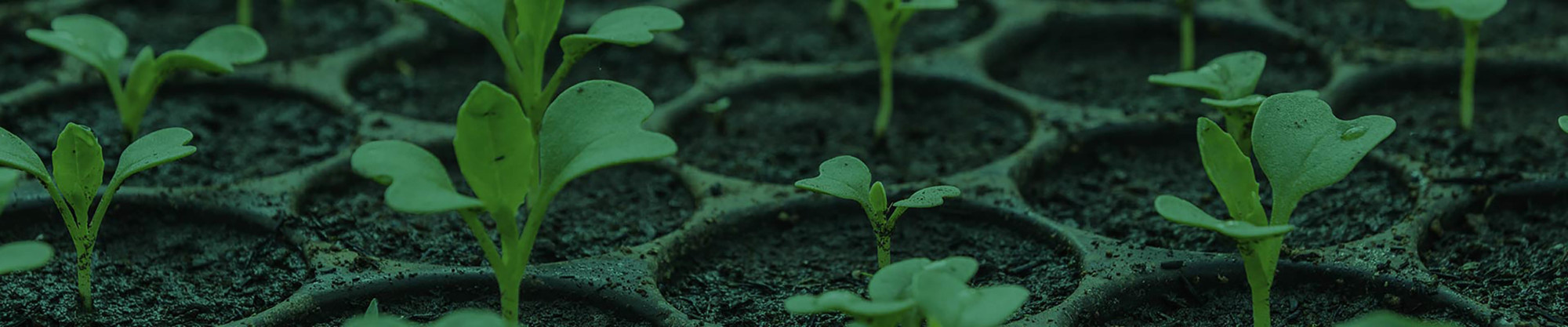 Elastic Architecture - WordPress at Scale